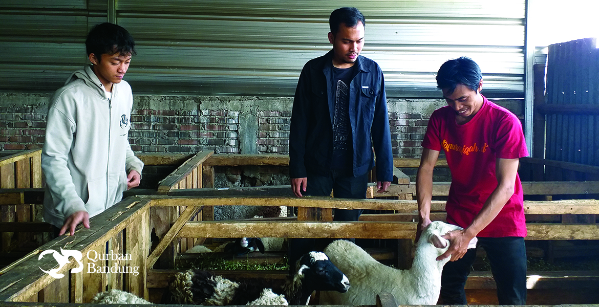 Memilih Hewan Qurban dengan 5 Cara Terbaik